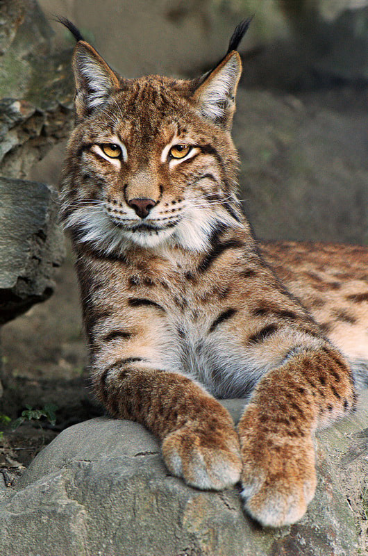 Wild Nature by Aleksandar Vasic / 500px