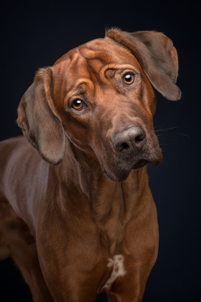 Ridgeback Wrinkleface by Elke Vogelsang / 500px