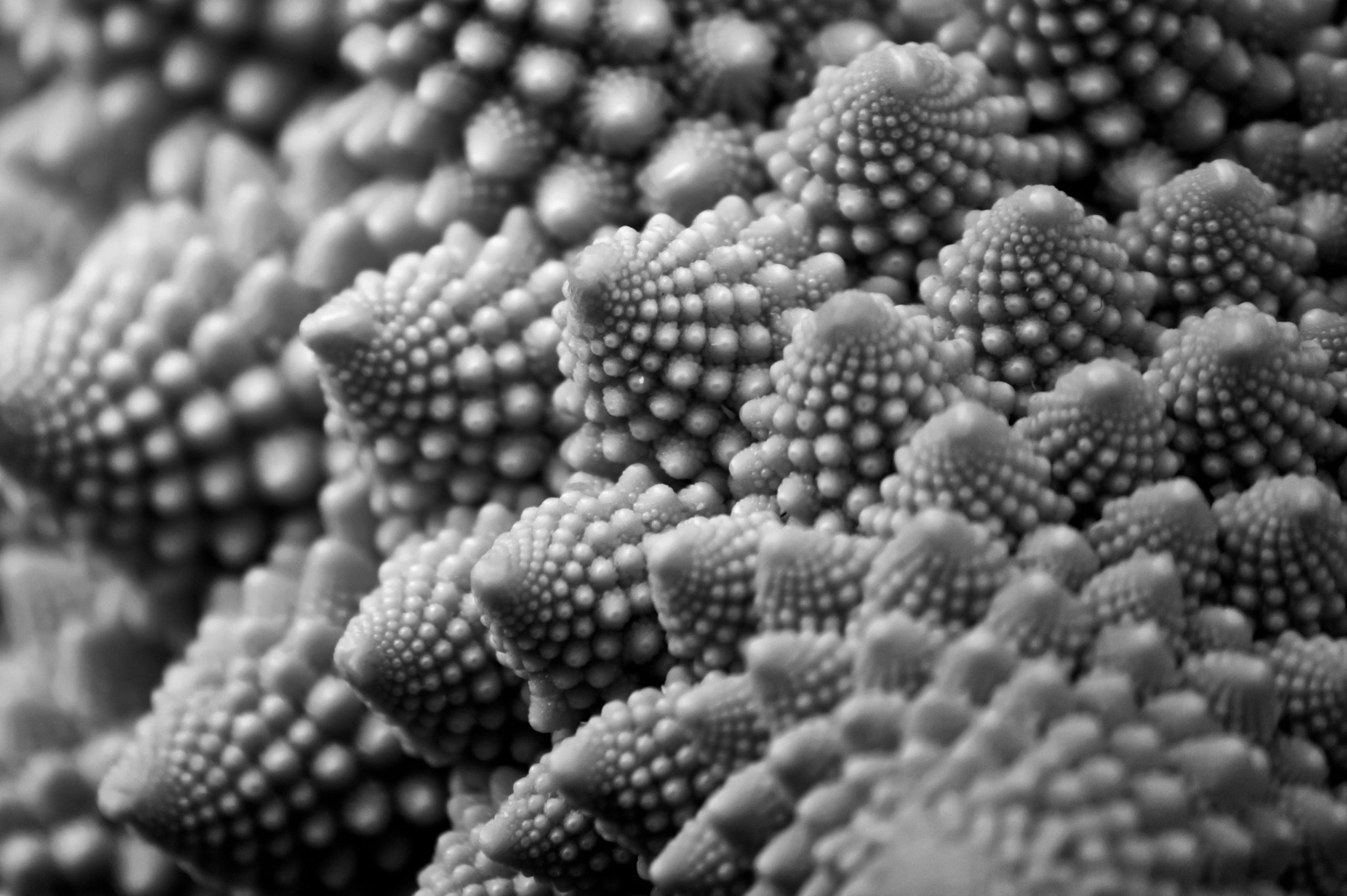 Black and White Fractals by Riccardo Pozzobon / 500px