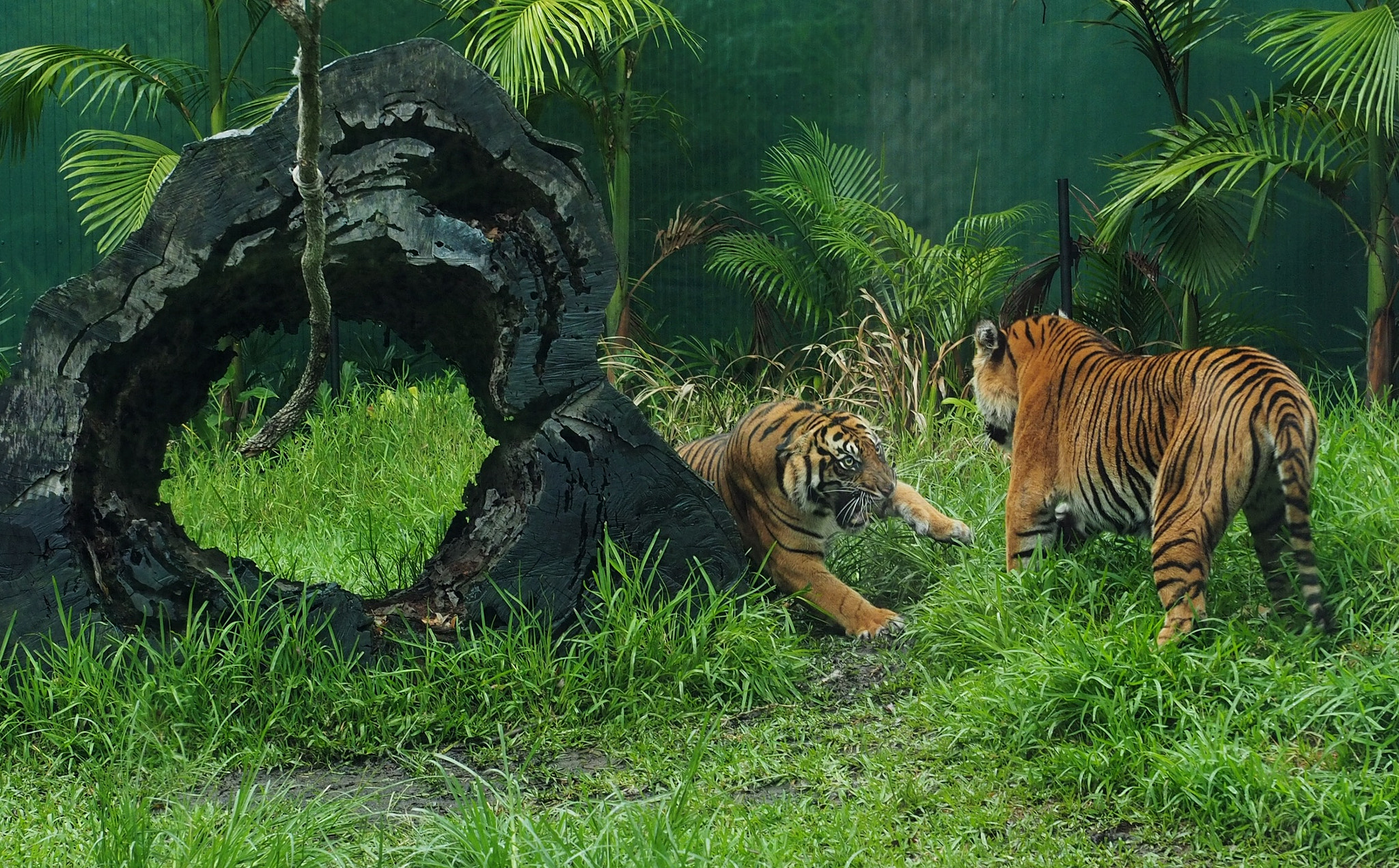 Fearless tigers, this was shot at dream world using my Olympus omd ...
