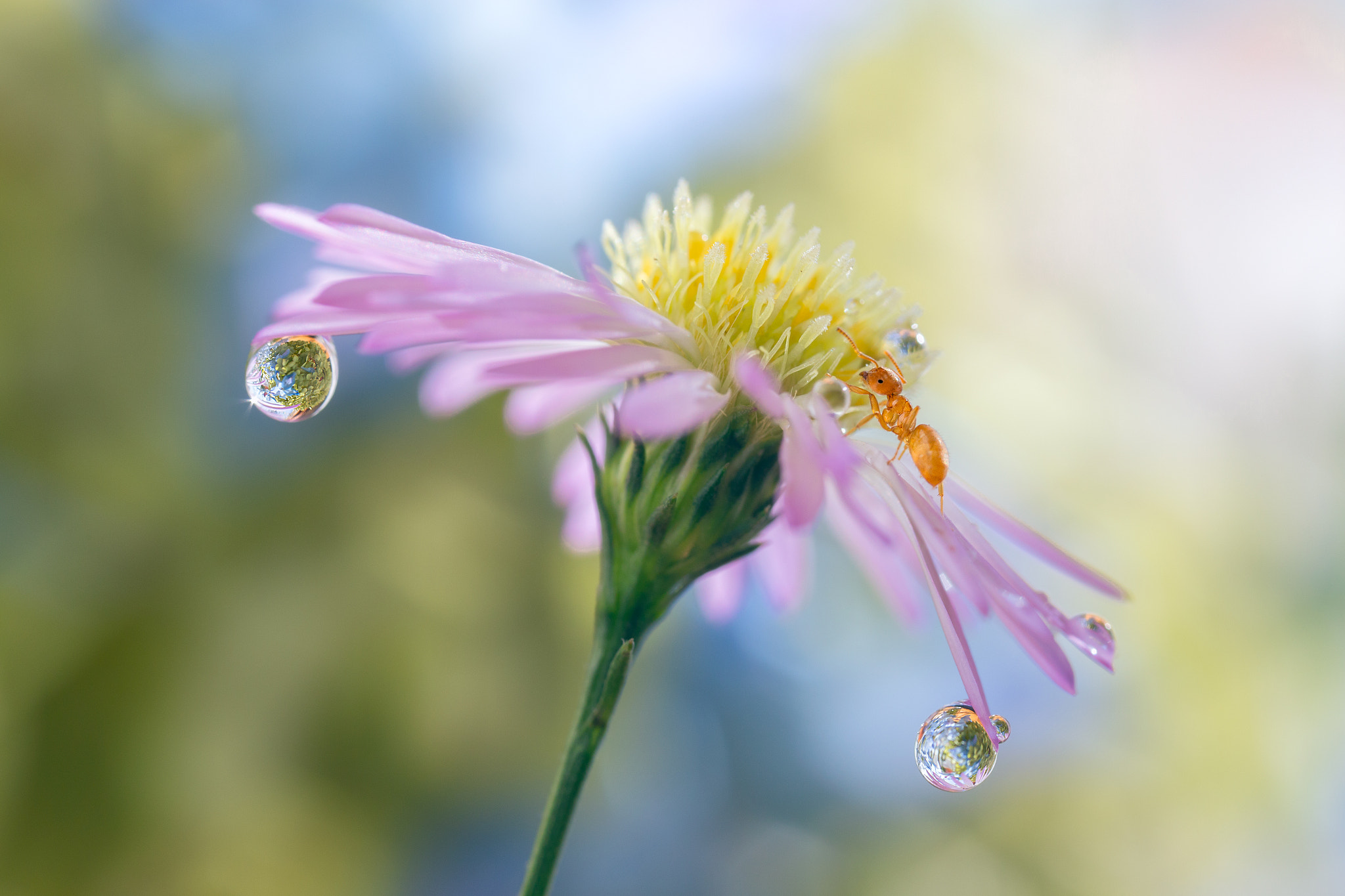 Hide and Seek by Miki Asai / 500px