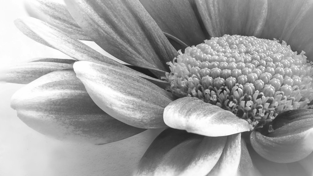 Simple Black and White by Deleted user / 500px