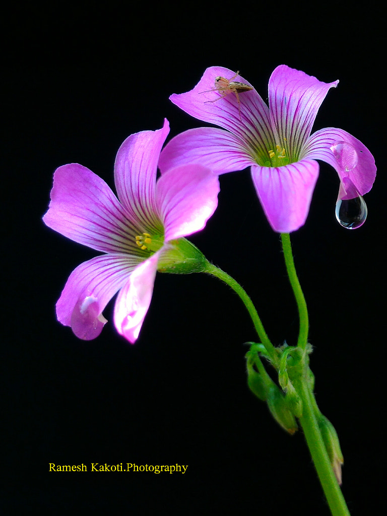 Oxalis flower by Ramesh Kakoti / 500px