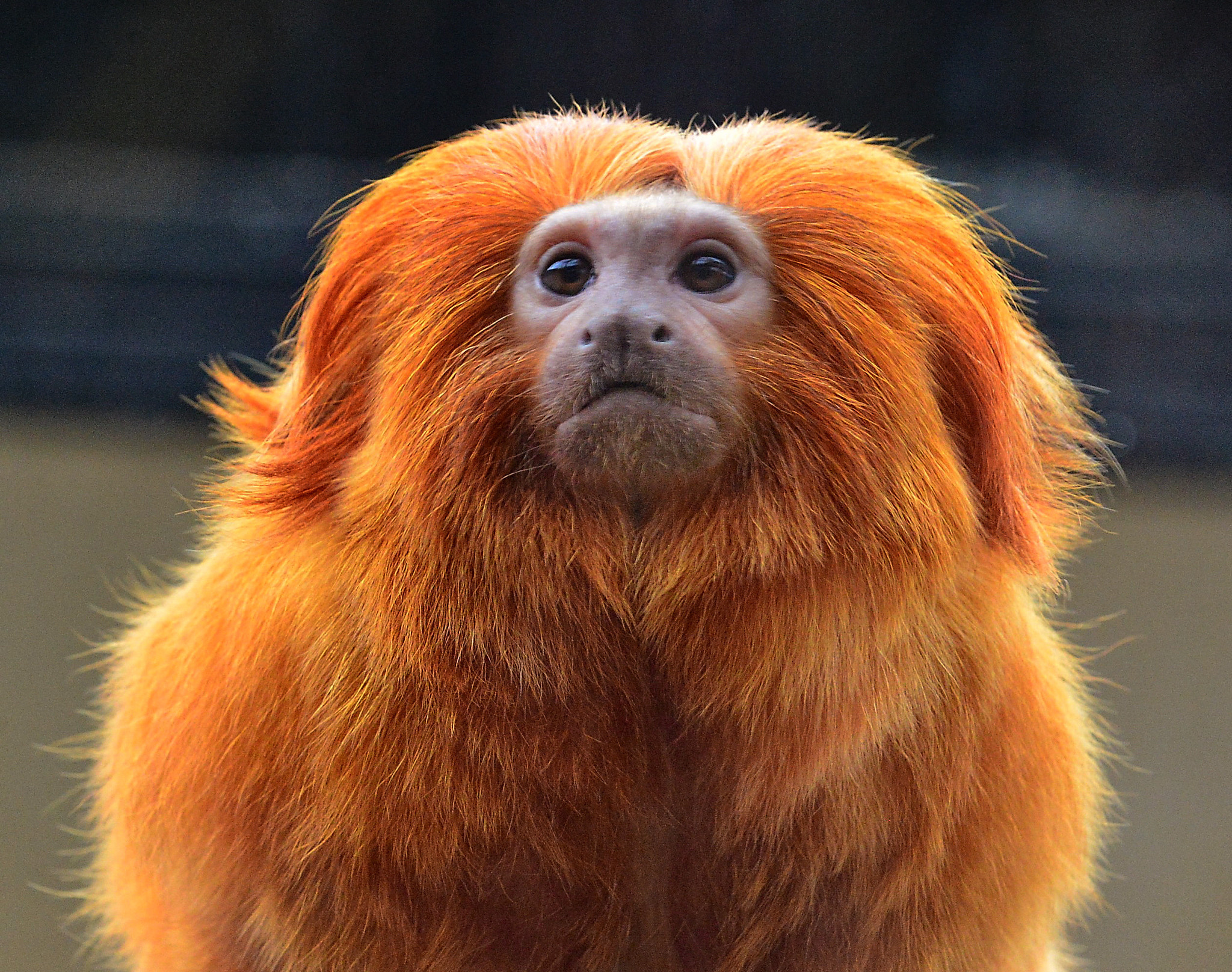 Golden lion monkey by Cris T / 500px