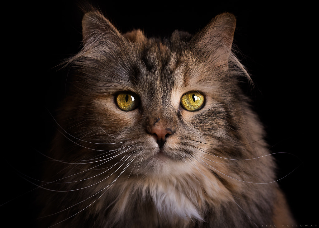 Dennis the Wonder Cat by Lisa Holloway / 500px