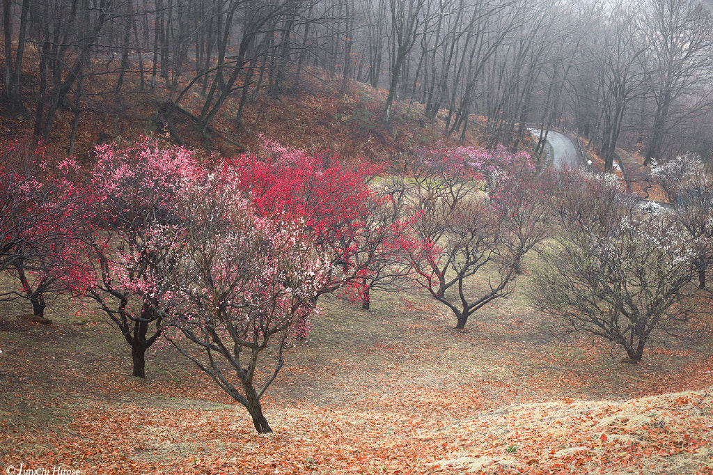 In the early spring storm by Junichi Hirose / 500px