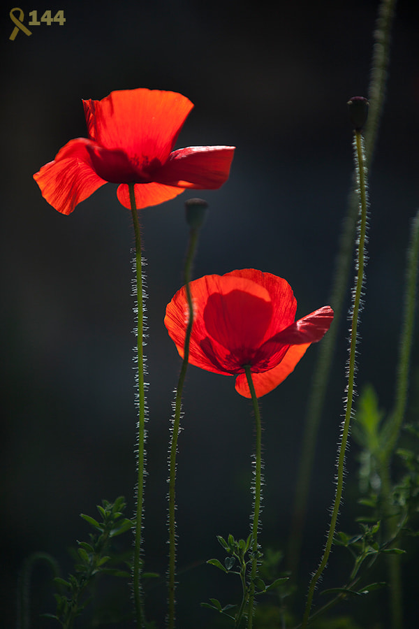 Red Spring by Camilo Margelí / 500px