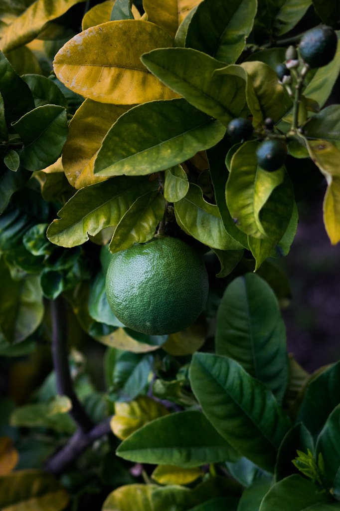 Ponderosa lemon by Tess Linden | 500px
