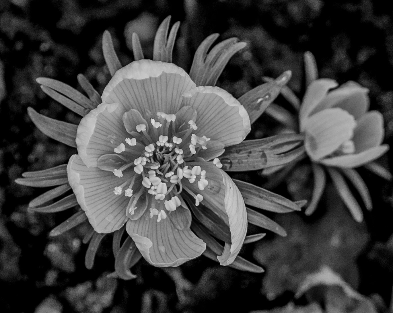 Delicate Bloom in Monochrome | nature photo by Riccardo Dottore | 500px