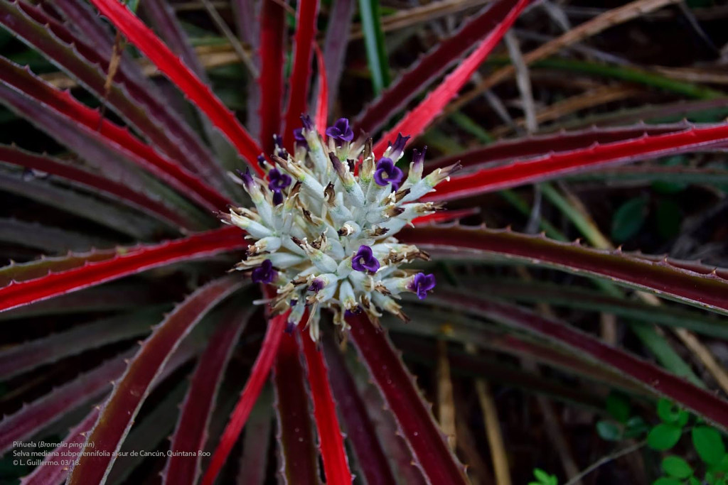 Piñuela, una planta originaria de México, presente en toda la América ...