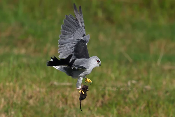 Elanus caeruleus by wilson chen / 500px