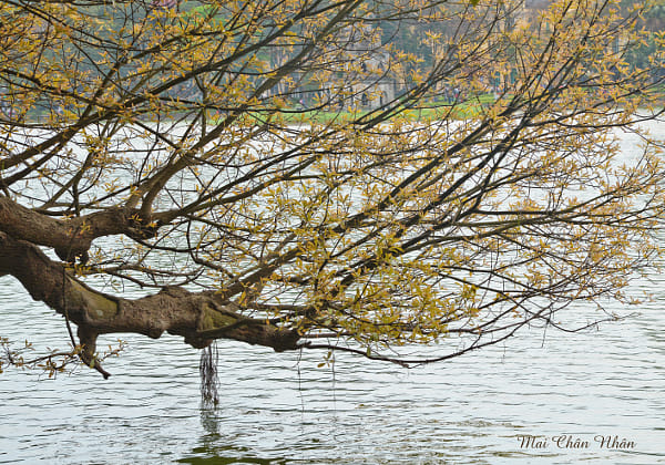 Tree Branches Overhanging Water | landscape photo by maichannhan | 500px
