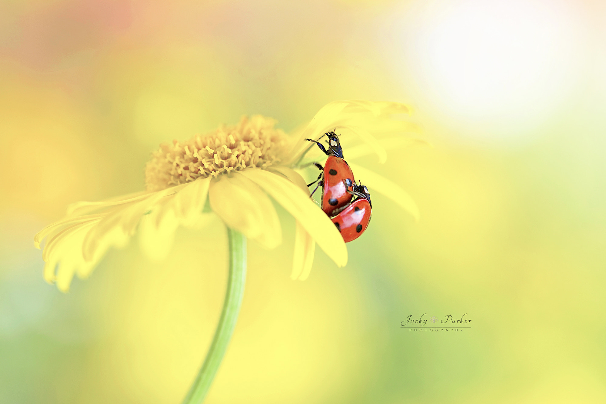 Ladybird Love by Jacky Parker / 500px