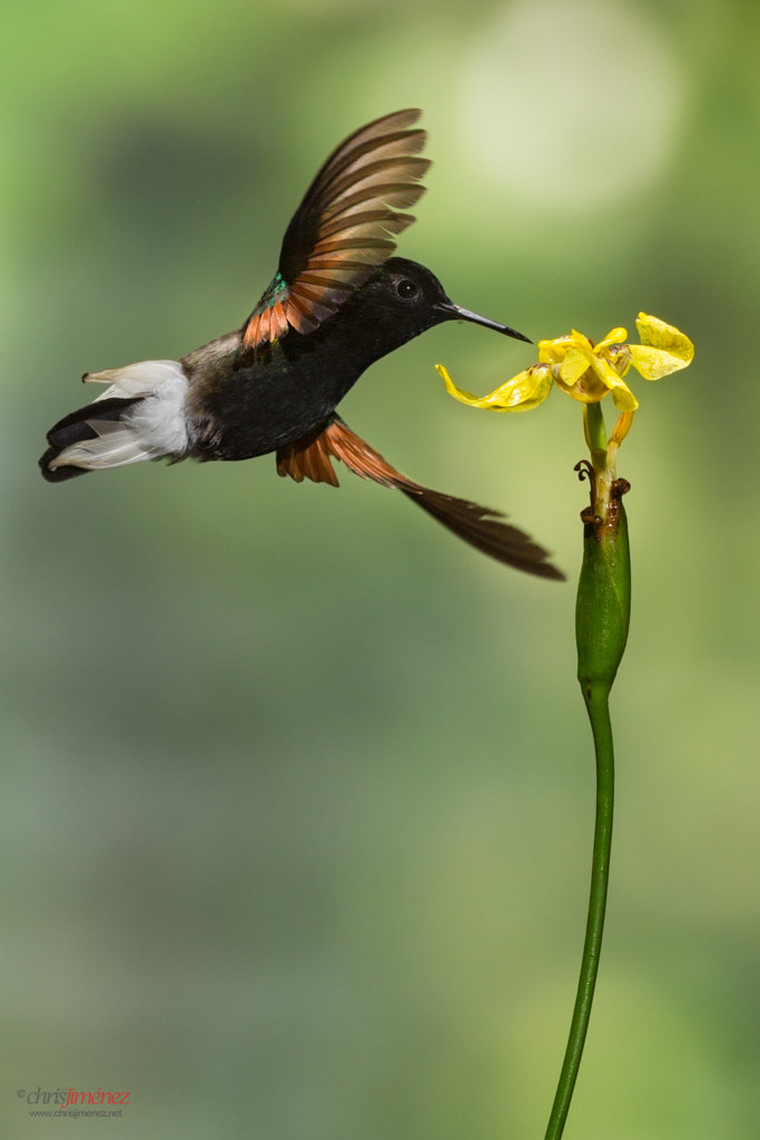 Black-bellied Hummingbird by Chris Jimenez / 500px