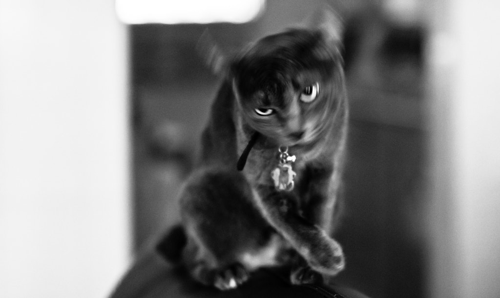 Spinning head cat by Kent Kee / 500px