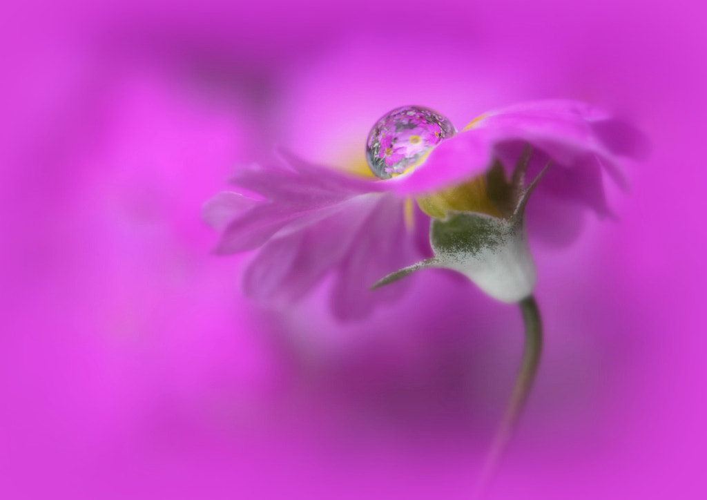 Beautiful drop by Hiroshi Araki / 500px