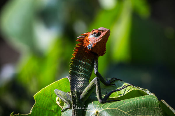 Green Forest Lizard / පලා කටුස්සා (Pala Katussa) by Chaminda Silva | 500px