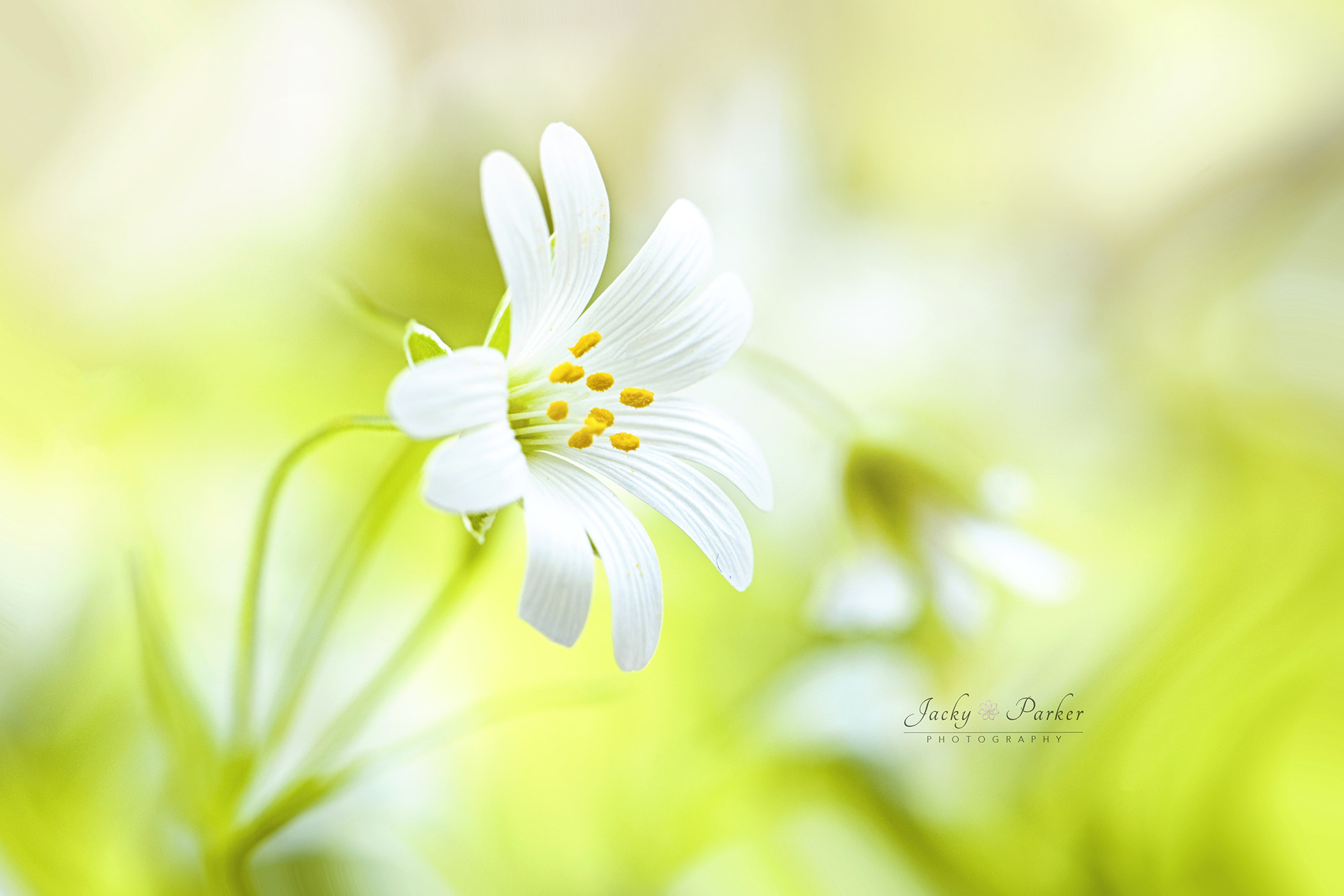 Spring White by Jacky Parker / 500px