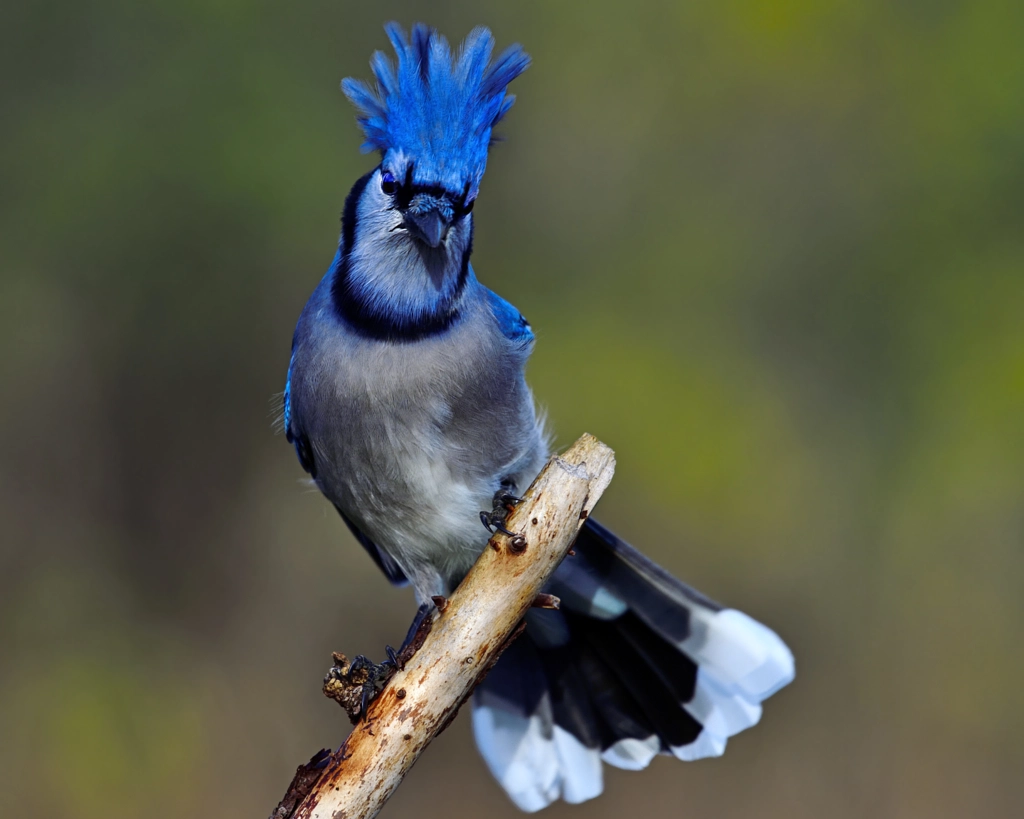 White and Blue Tips by Tony Beck / 500px