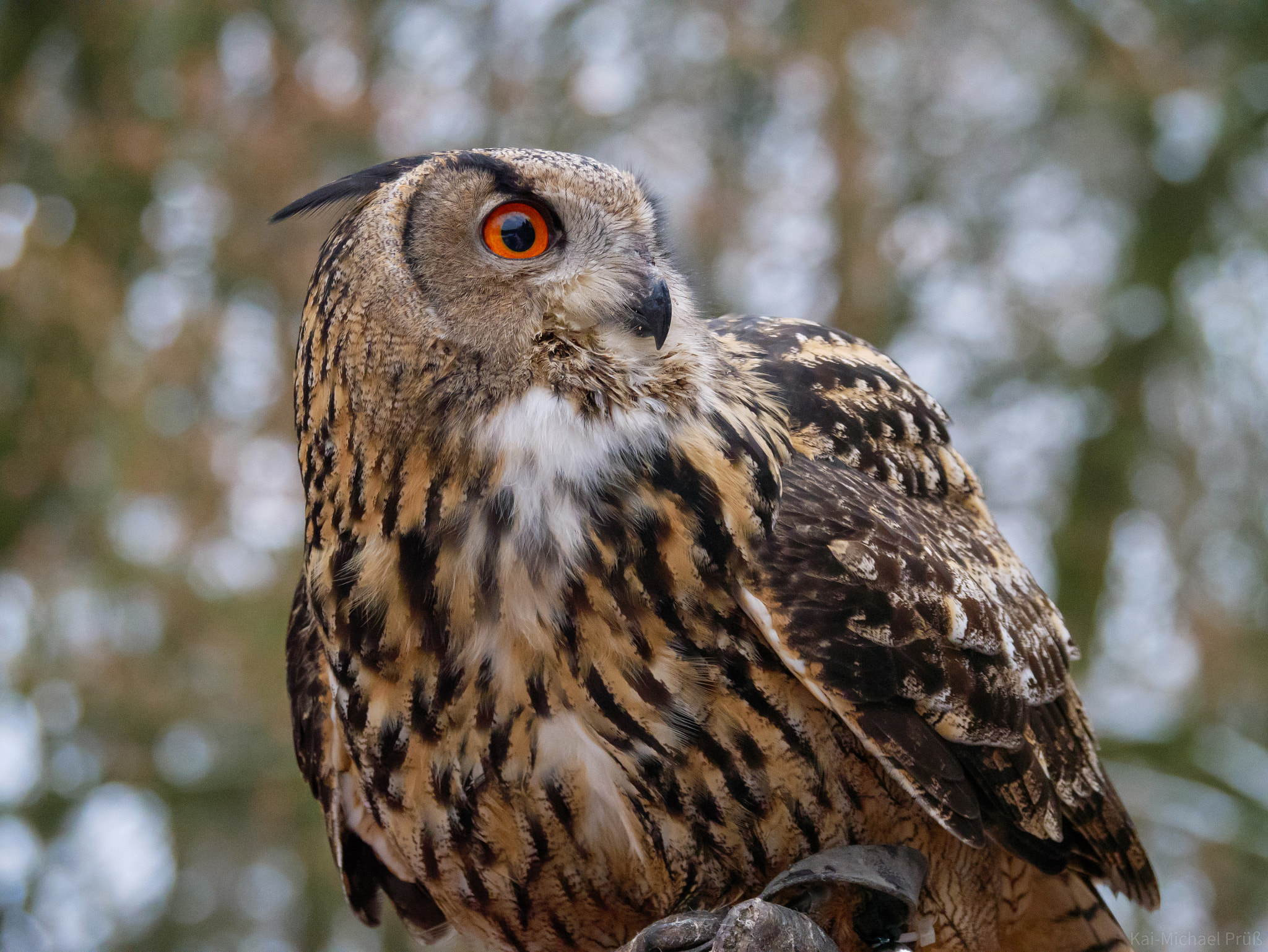 Majestic Owl with Piercing Gaze | nature photo by Kai Pruess | 500px