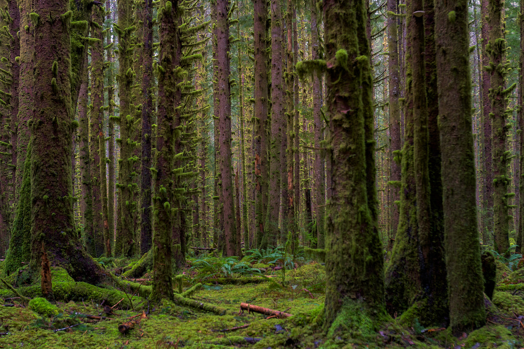 Mystical Forest in Olympic National Park by Nick Souvall / 500px
