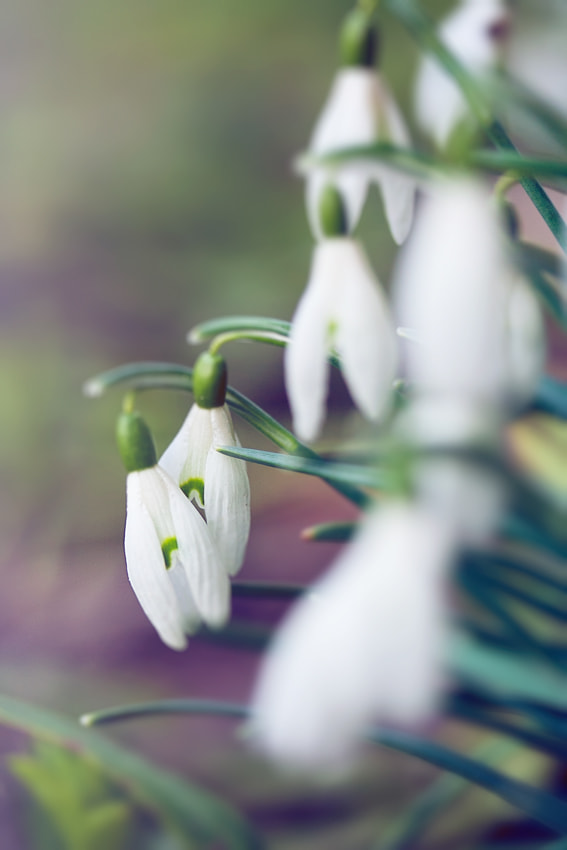 whispering... by Yulia Pletinka / 500px