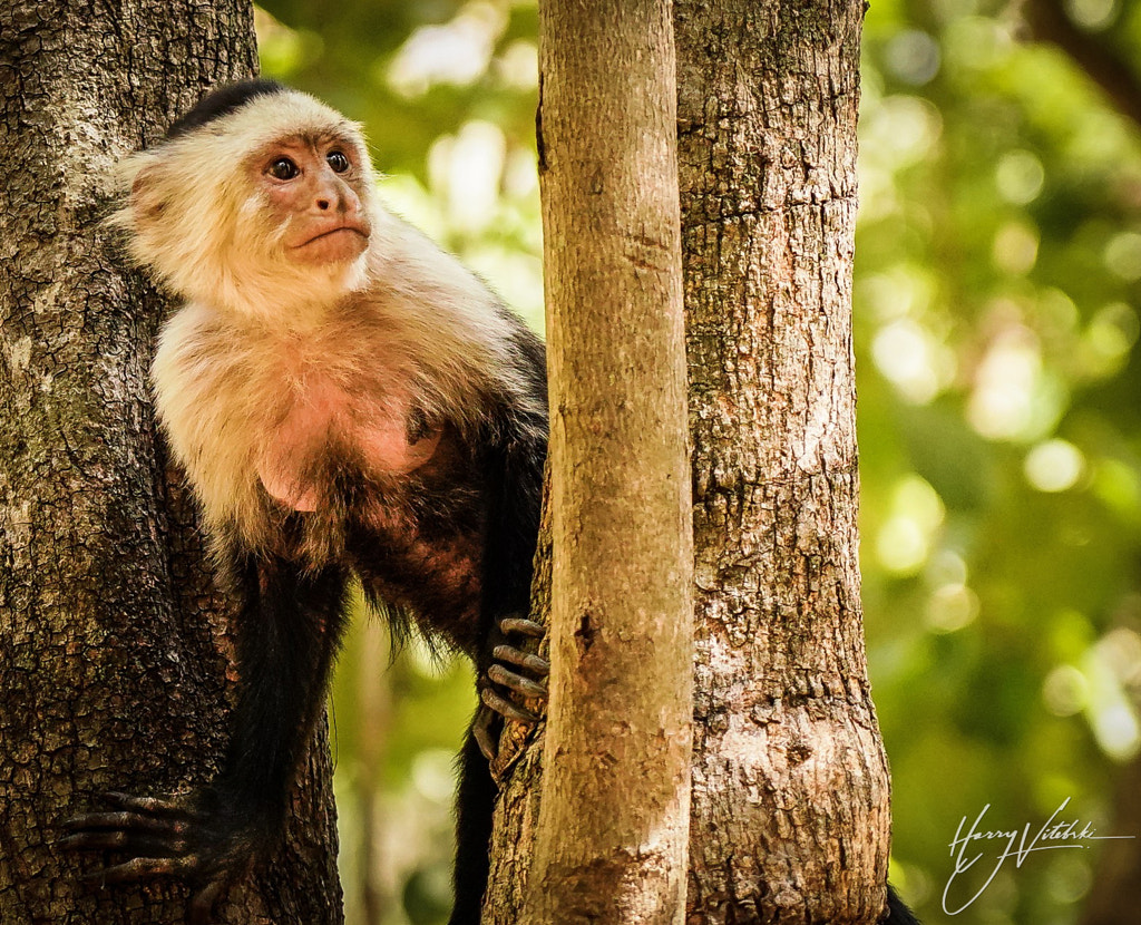 White Headed Capuchin Monkeys by Harry Vitebski / 500px