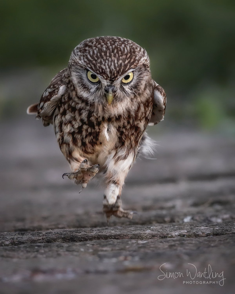 Determined Owl on the Move | nature photo by Simon Wantling | 500px