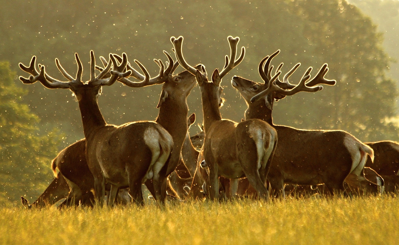 Majestic Deer Herd at Golden Hour | nature photo by Kajínek Karel | 500px