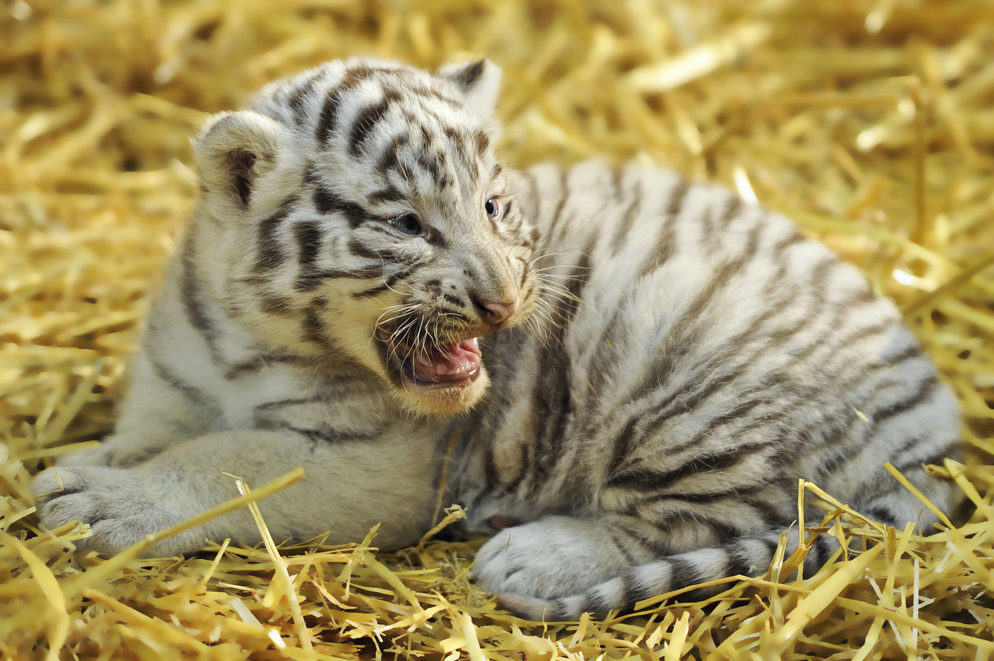 White Tiger Cub Roar by Josef Gelernter - Photo 25323053 / 500px