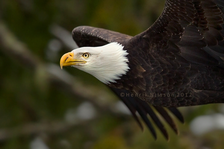 Bald Eagle Up Close by Henrik Nilsson / 500px