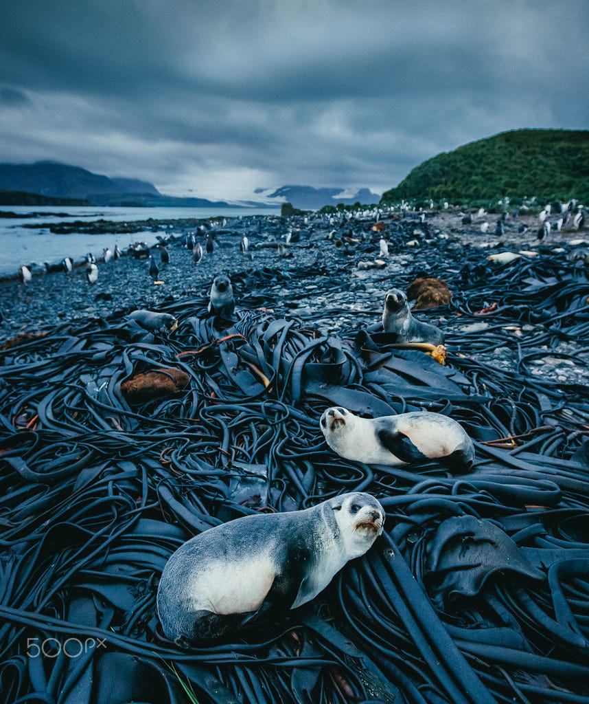 Cozy by David Merron | 500px