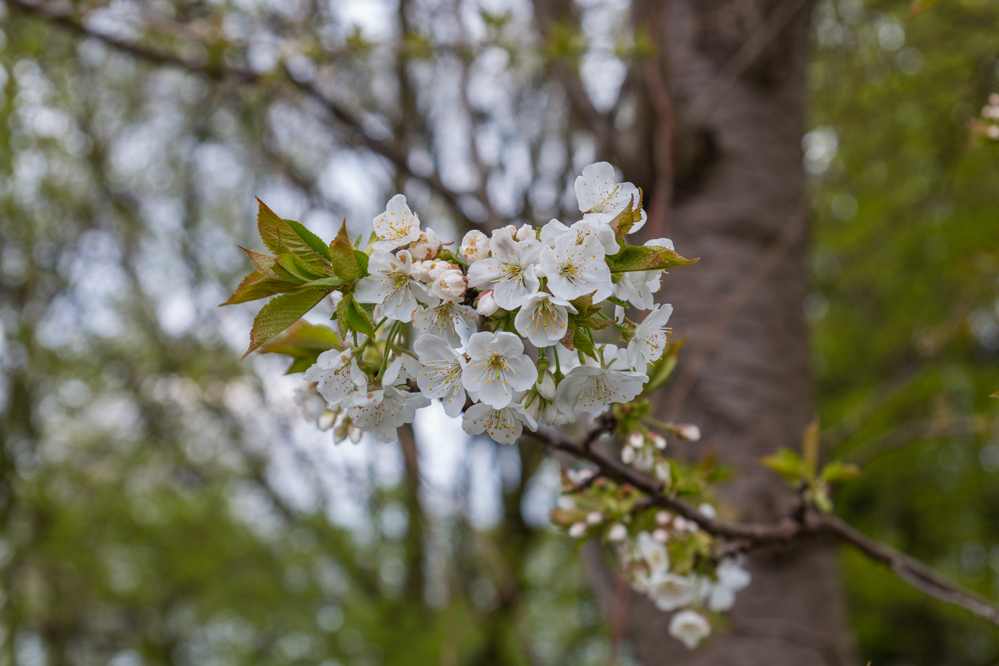 Delicate White Blossoms of Spring | nature photo by Markus Ott | 500px