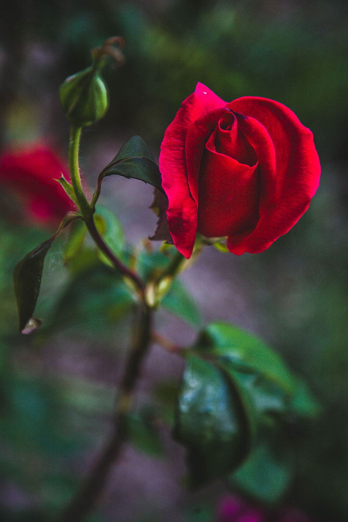 Nature by Évi Photos | 500px