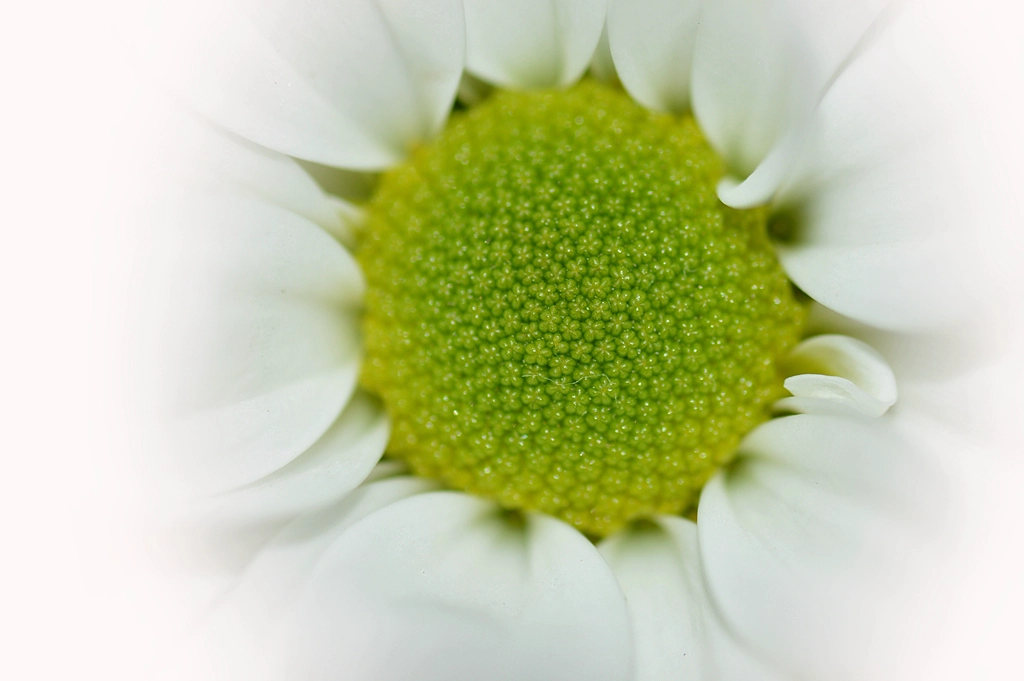 macro daisy by Miguel Perea -C- / 500px