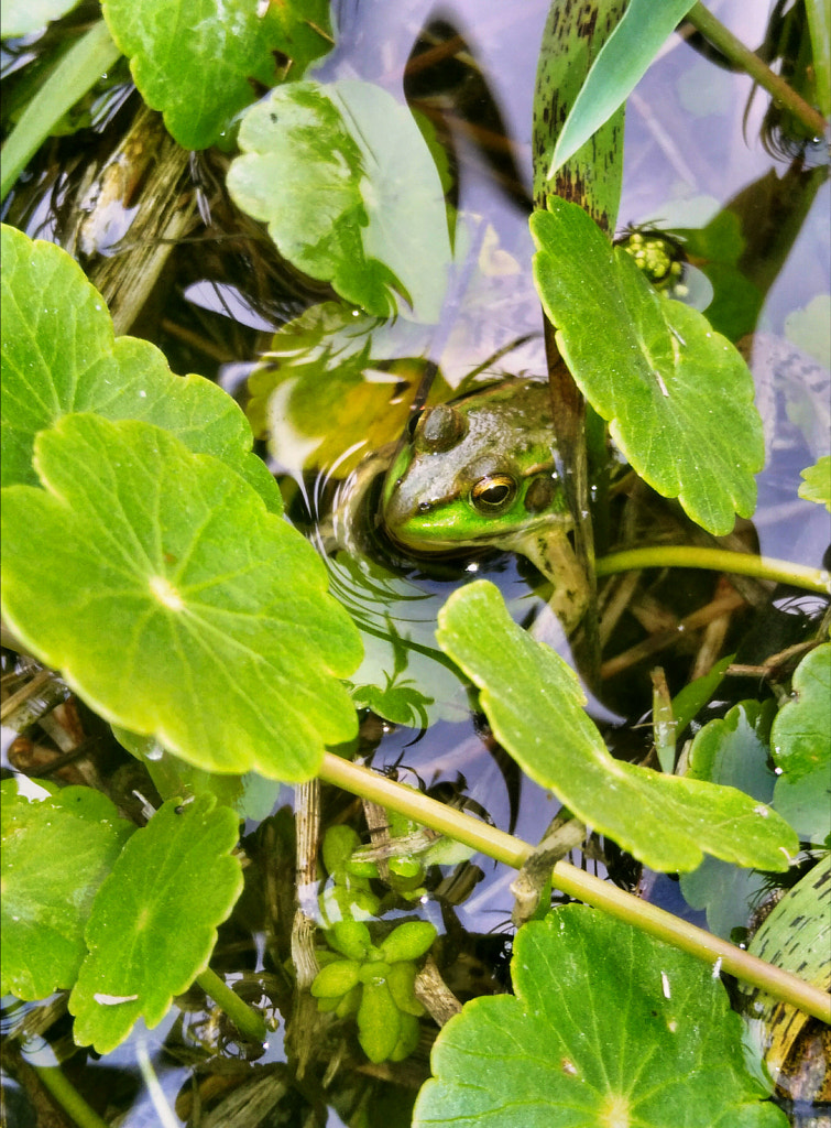 frog in pool by Fred Guo / 500px