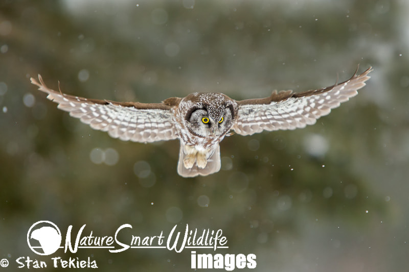 Boreal Owl in flight by Stan Tekiela - Photo 25563027 / 500px