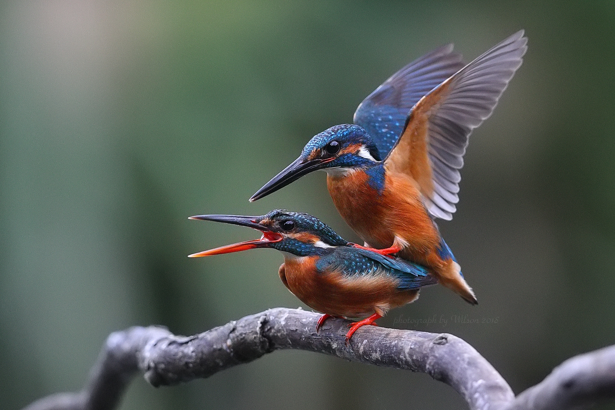 Alcedo atthis by wilson chen / 500px
