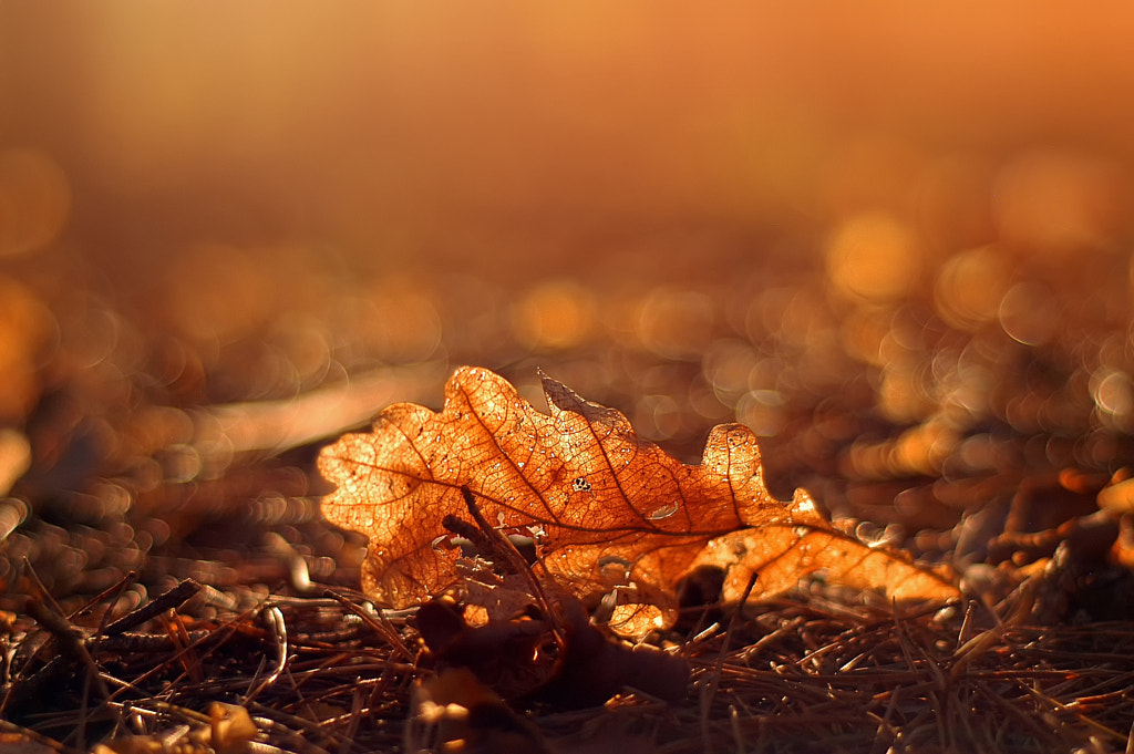 Spring Sun by Arkadii Shapoval / 500px