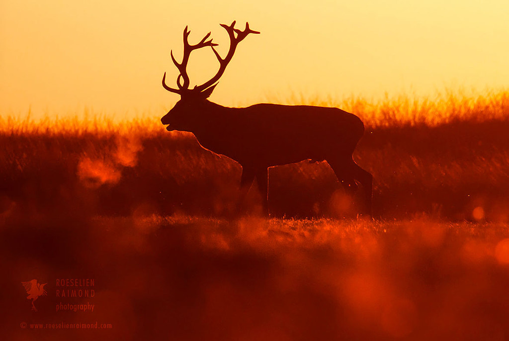 Smoking Stag by Roeselien Raimond / 500px