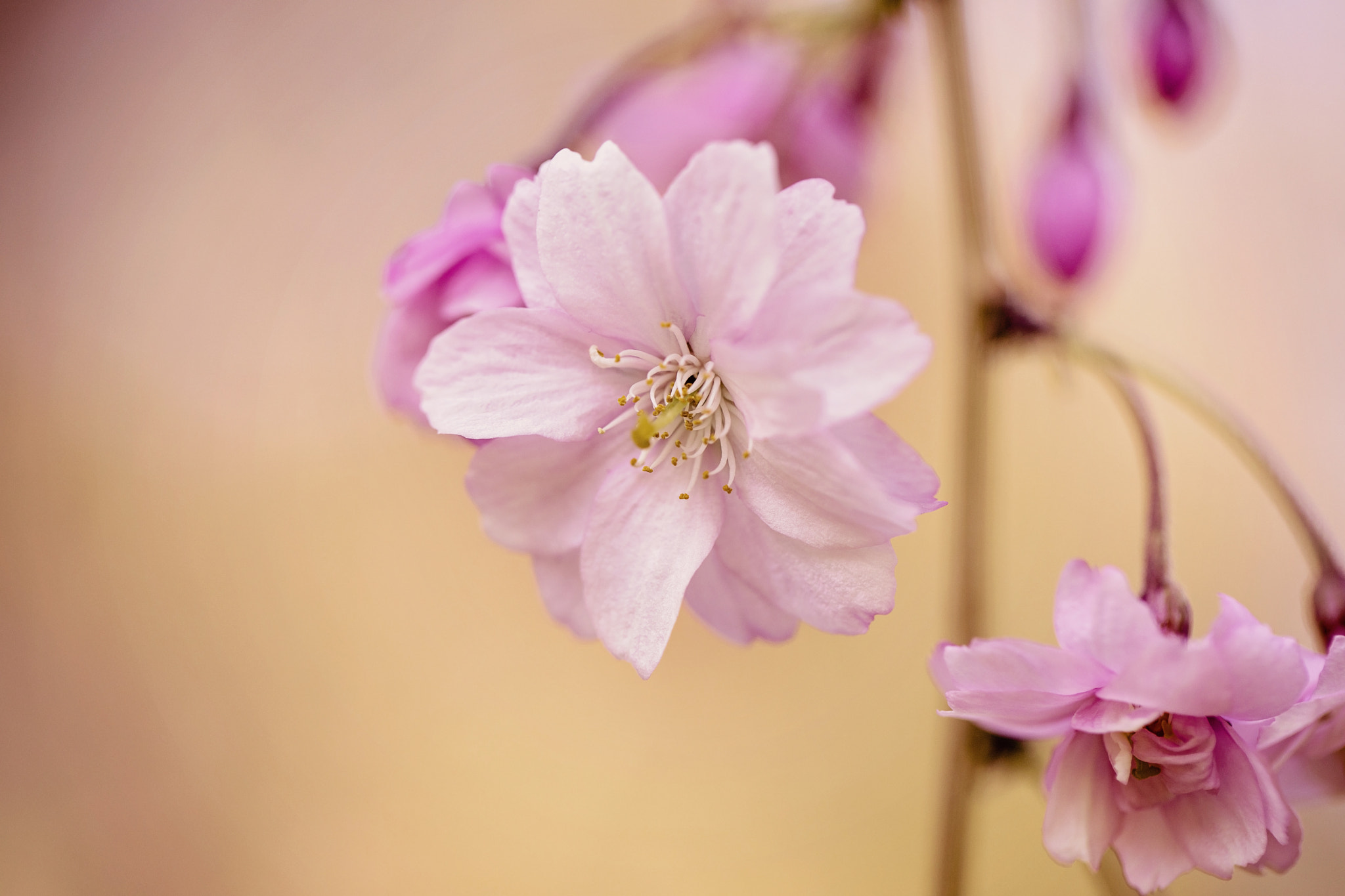 Delicate Pink Cherry Blossoms in Bloom | nature photo by Lindsay Craft ...