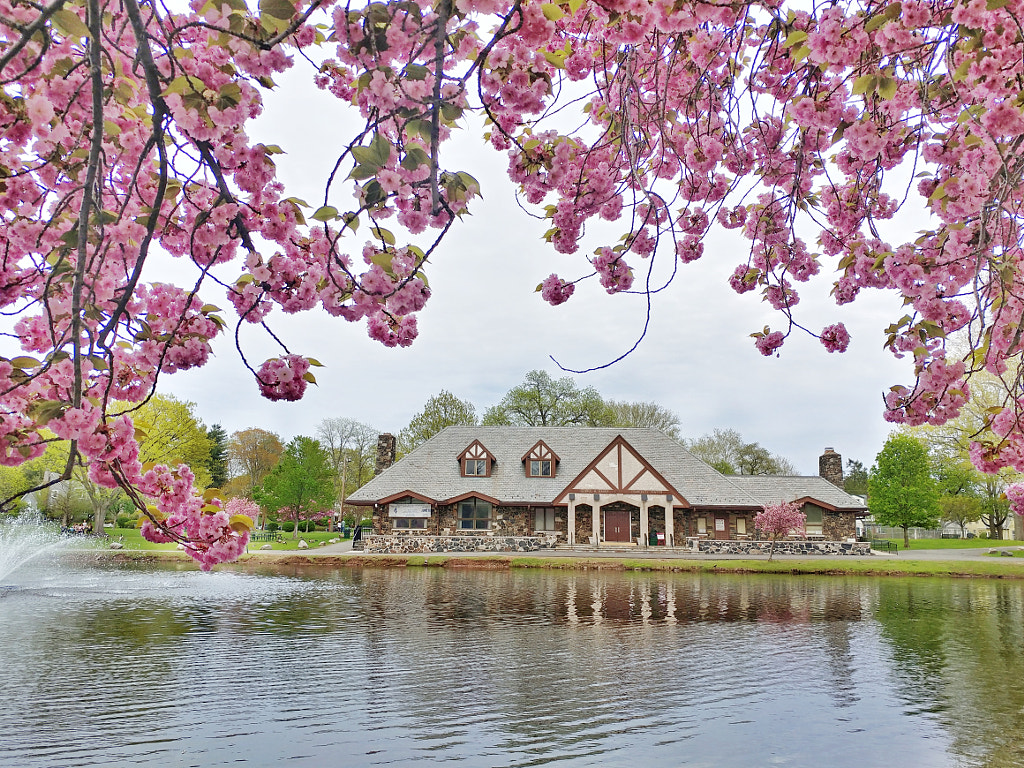 Cherry Blossom, Millburn, NJ by Solon Chan / 500px