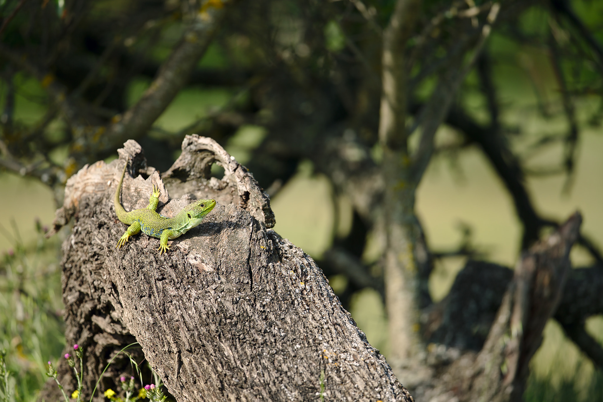 Green Lizard on Tree Trunk | nature photo by Gaston Lagaphe | 500px