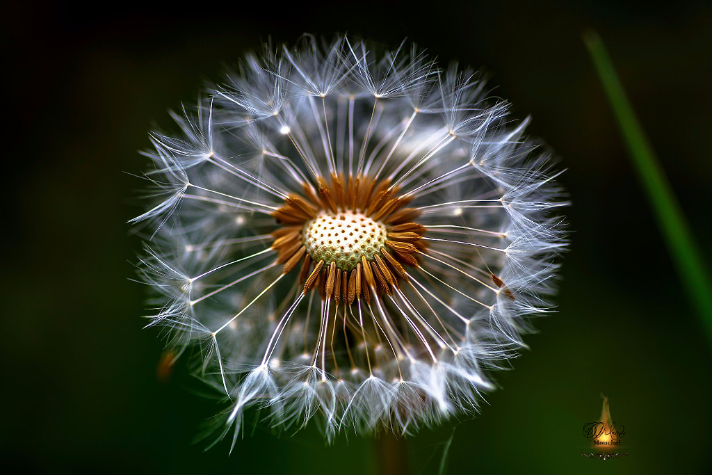 Pappus by Orlando Mouchel / 500px