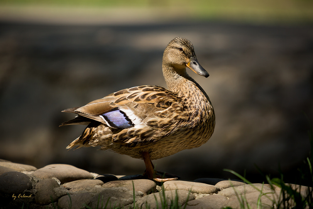 Female mallard duck by Pawel Hordjewicz | 500px