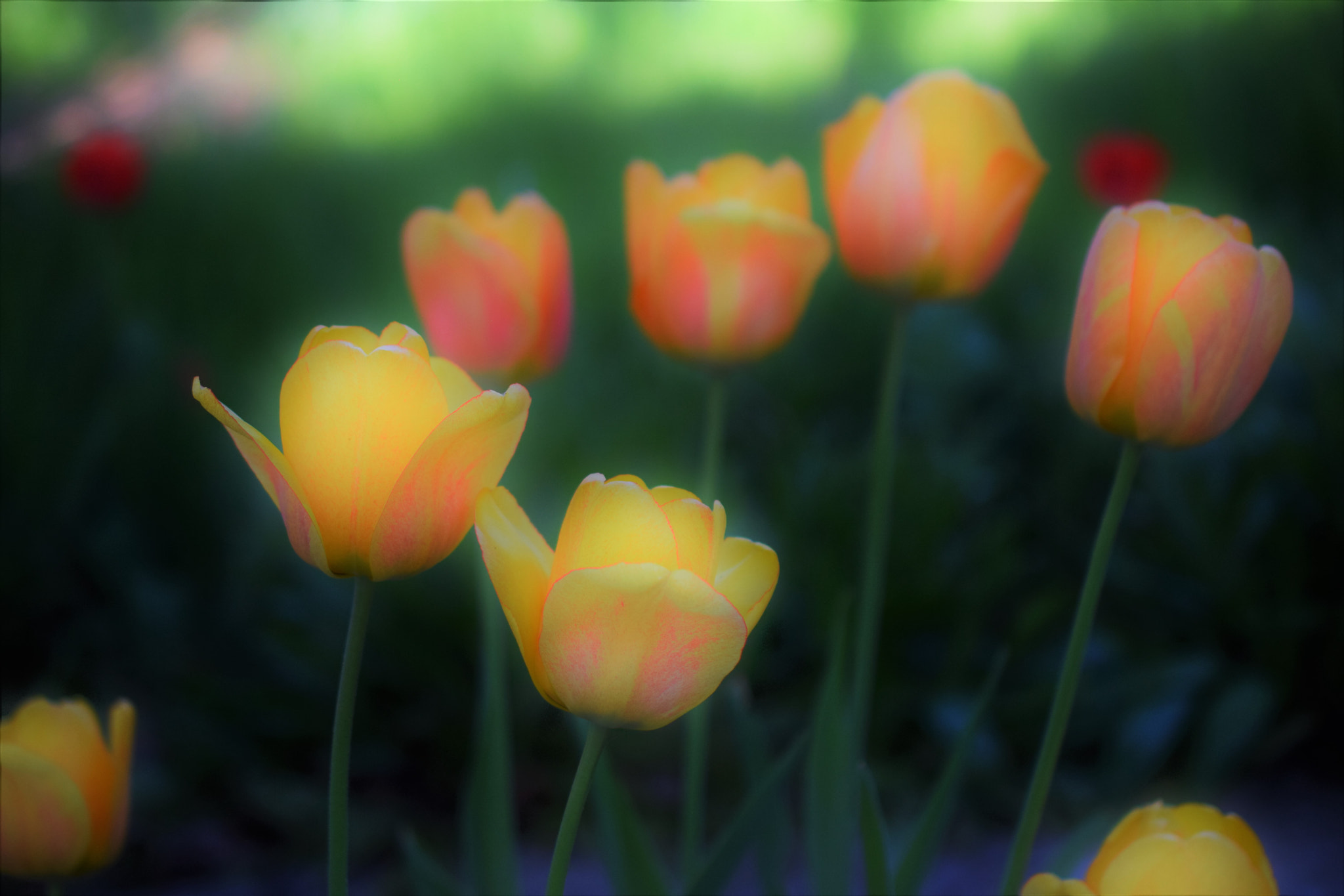 Soft Focus Yellow and Orange Tulips | nature photo by Passajer passa ...