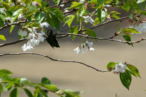 Hanging Around by Thomas Needham | 500px
