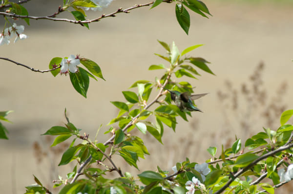 Target Sighted by Thomas Needham | 500px