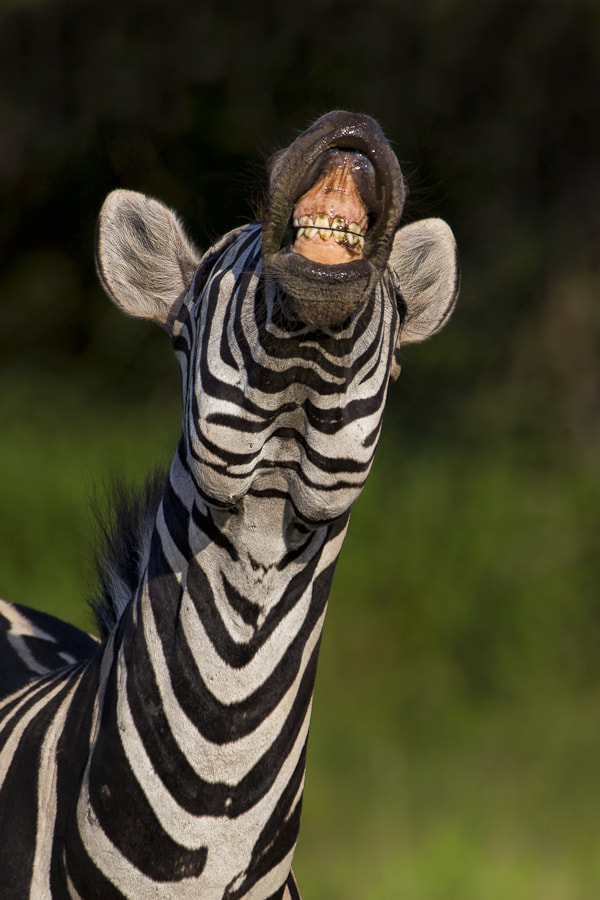 Laughing Zebra by Mario Moreno / 500px