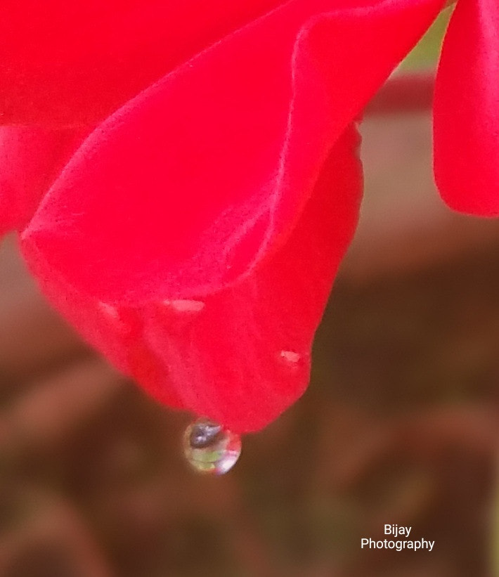 Dew drop on the flower by Bijay Shrestha / 500px
